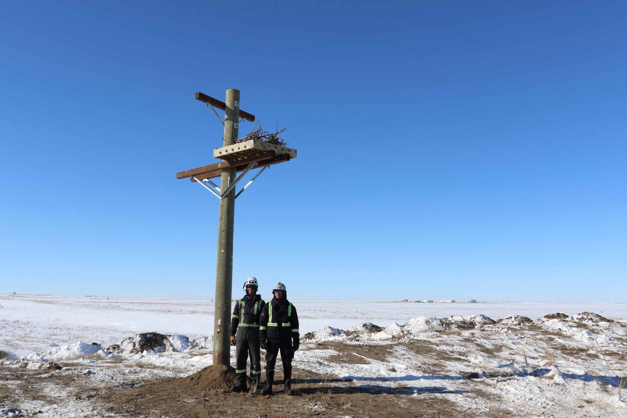 AltaLink installs safe place to land for endangered Alberta hawk – AltaLink