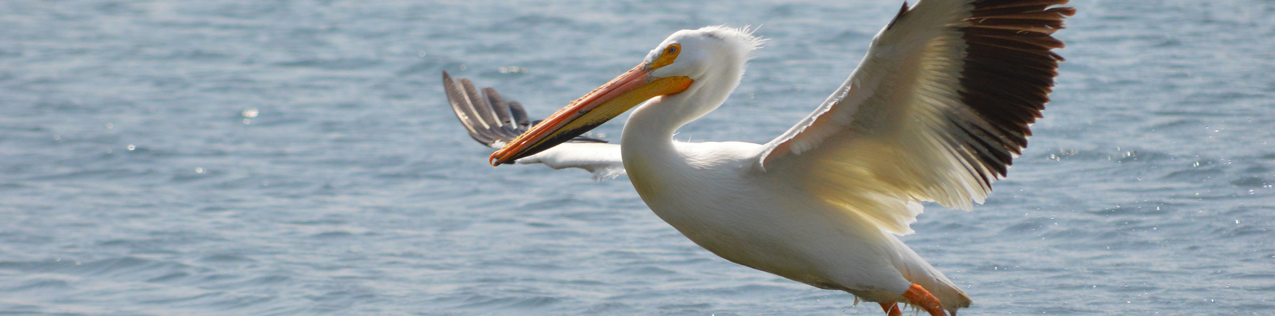 Avian Protection Plan - AltaLink